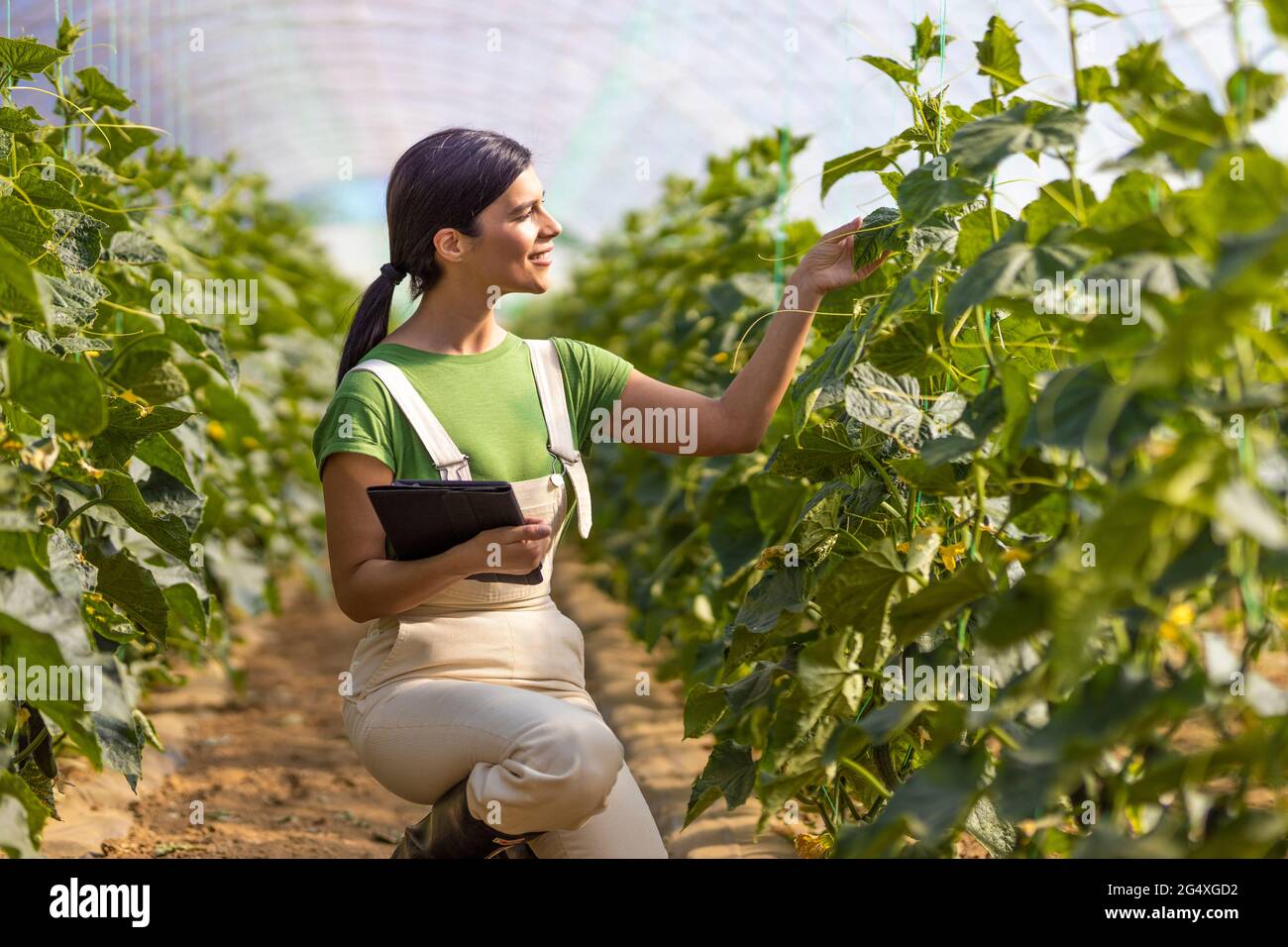 Farmer looking at green crops hi-res stock photography and images - Alamy