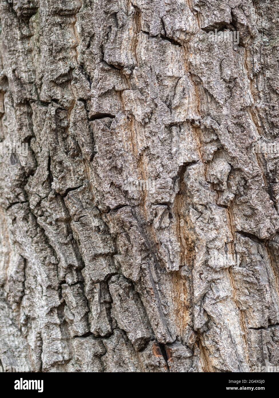 The texture of the bark of an old willow. Detailed bark texture ...