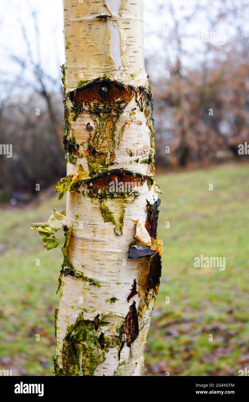 And damaged bark of a tree stem Stock Photo - Alamy