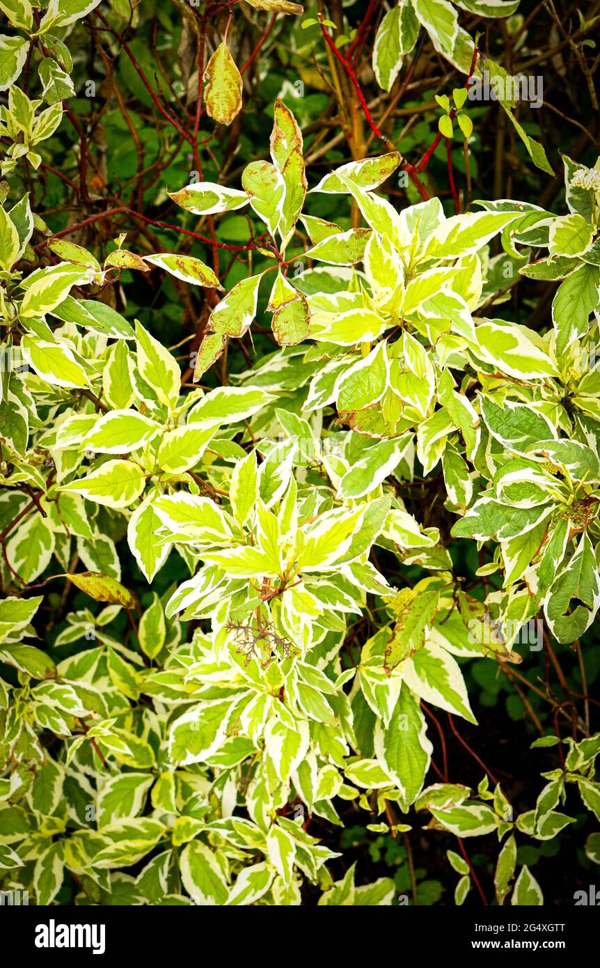 Closeup of the growing leaves of the Cornus alba plant in the wild ...