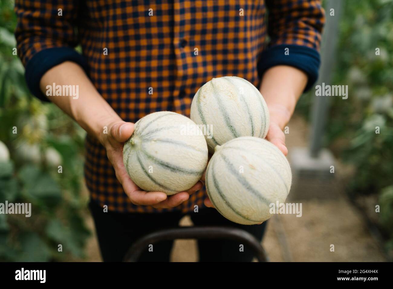 Farm melons harvesting hi-res stock photography and images - Alamy
