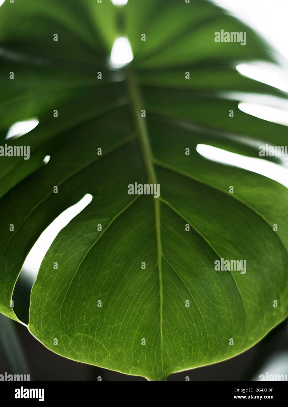 Indoor Monstera plant Stock Photo - Alamy