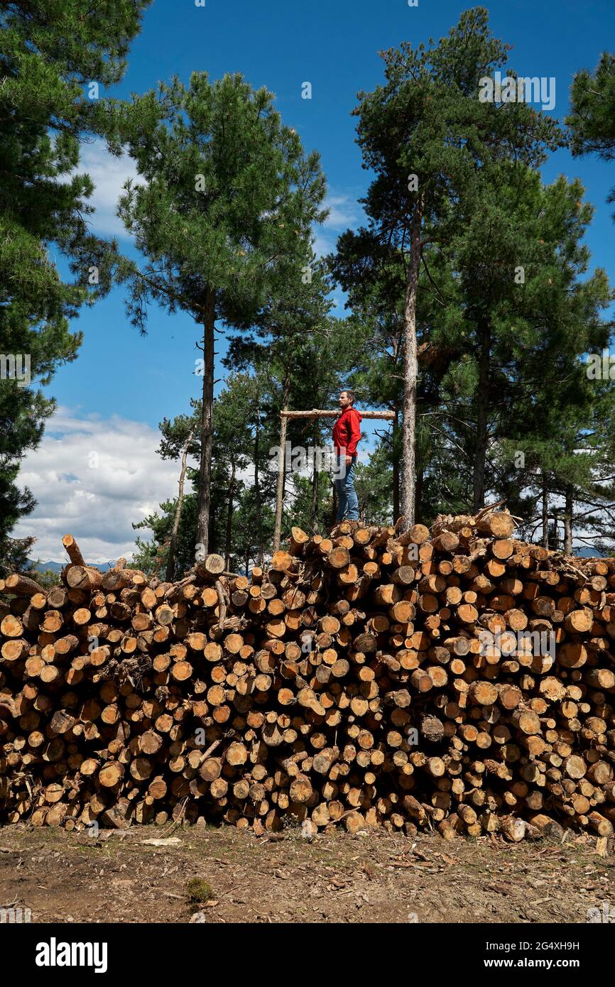 Lumberjack standing on stack of wood in forest during sunny day Stock ...