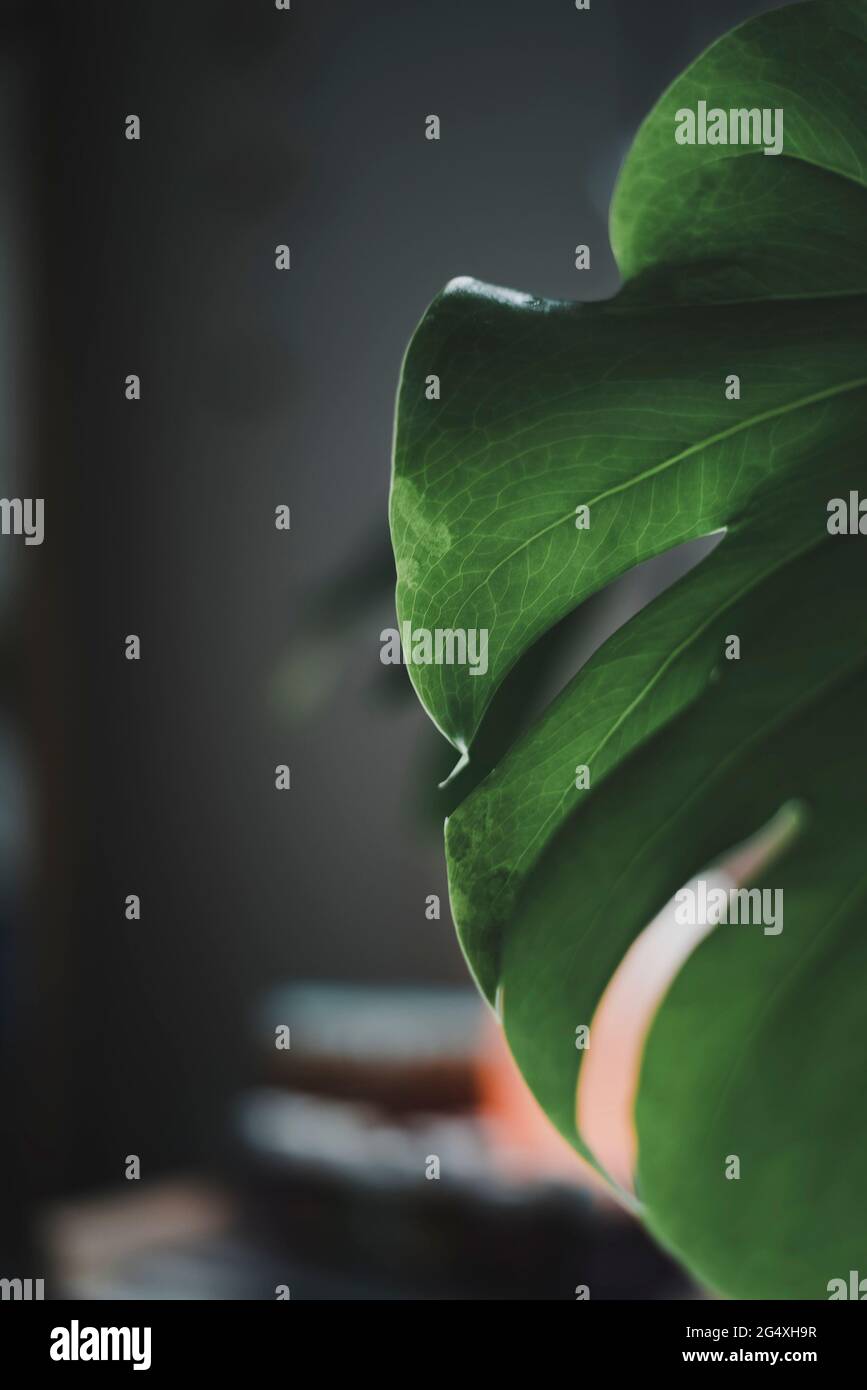 Indoor Monstera plant Stock Photo - Alamy
