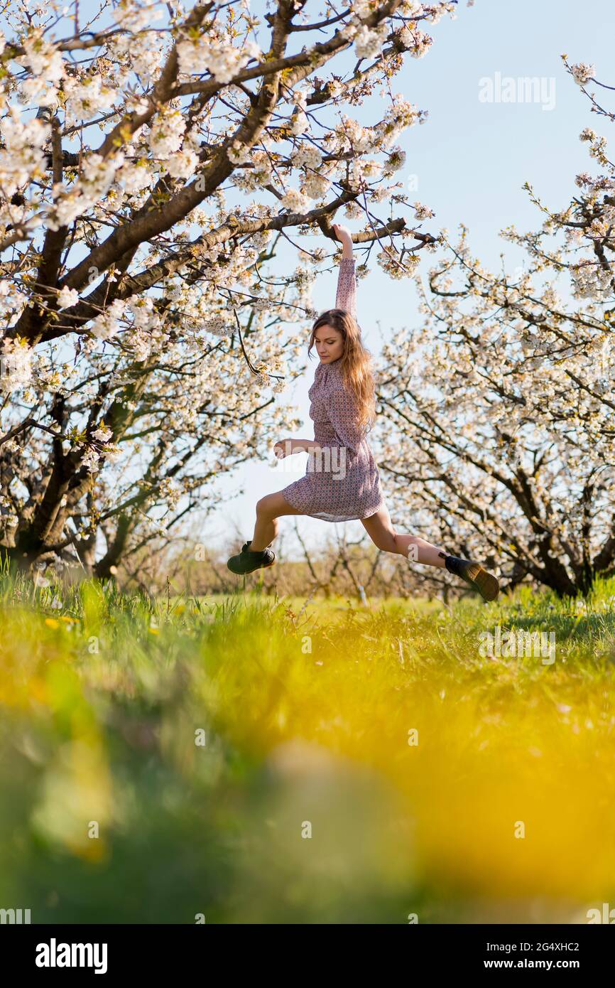 Hanging cherry tree hi-res stock photography and images - Alamy