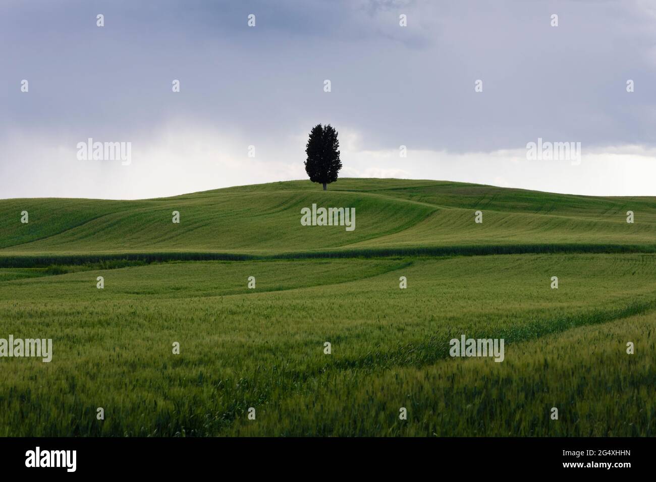 Grassland tree hi-res stock photography and images - Alamy
