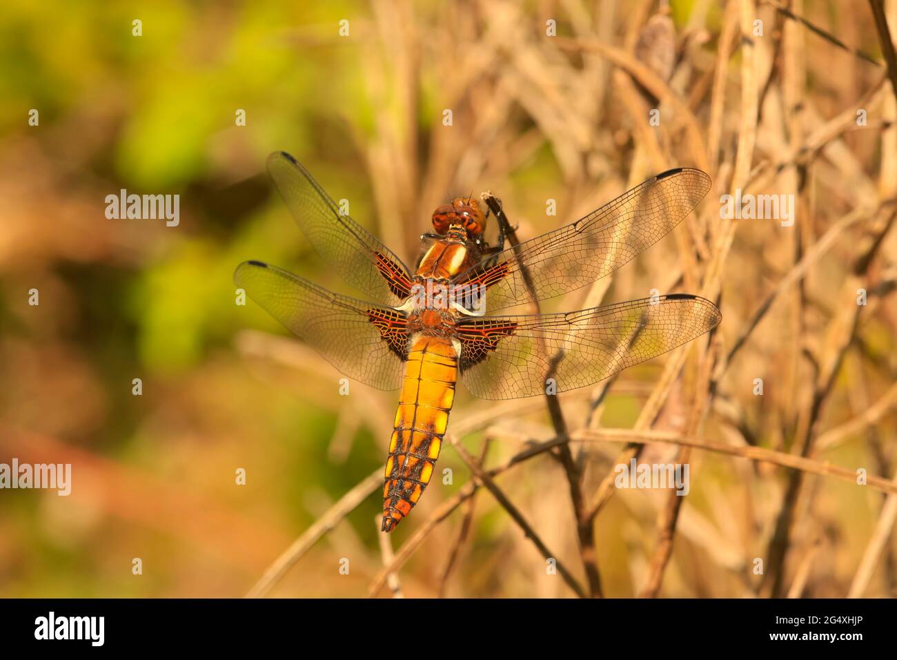 Dragonfly brown wing hi-res stock photography and images - Alamy