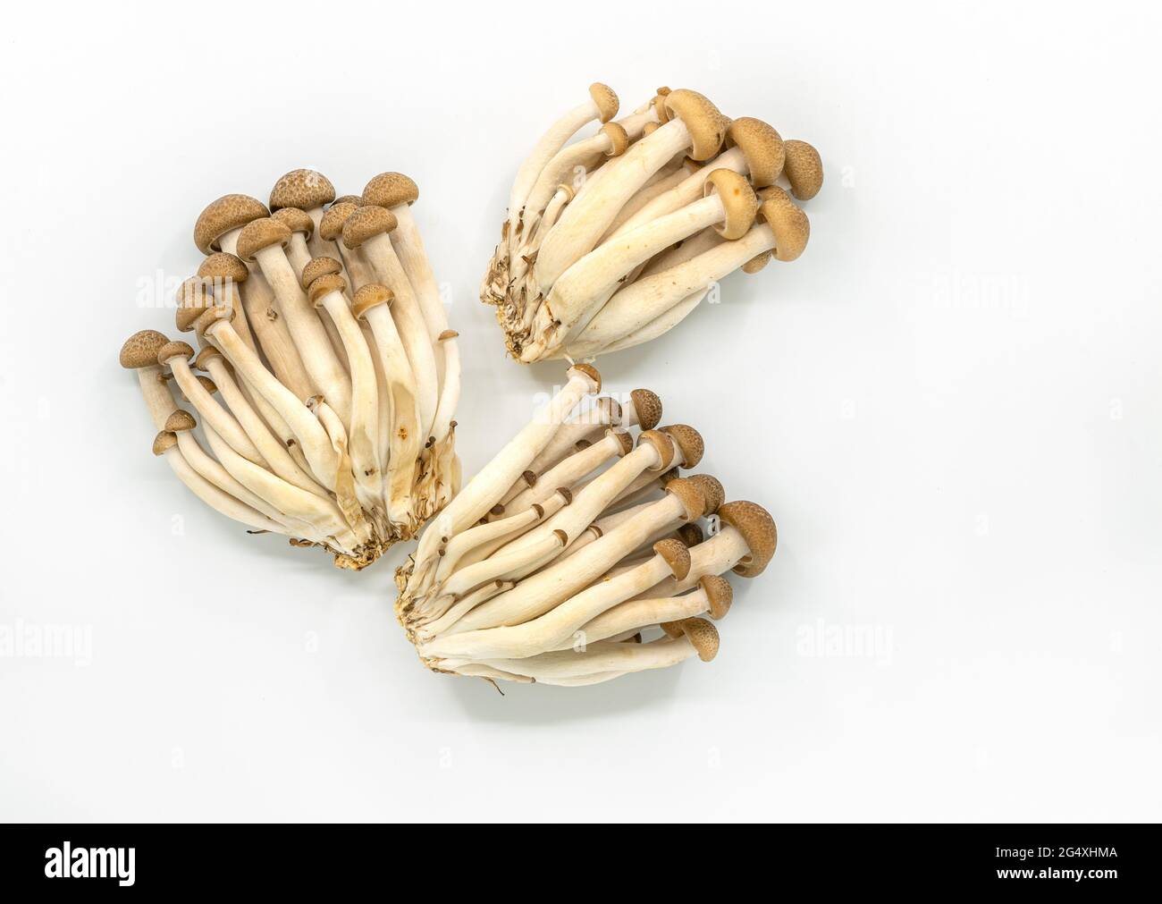 Edible mushrooms clump mushroom hi-res stock photography and images - Alamy