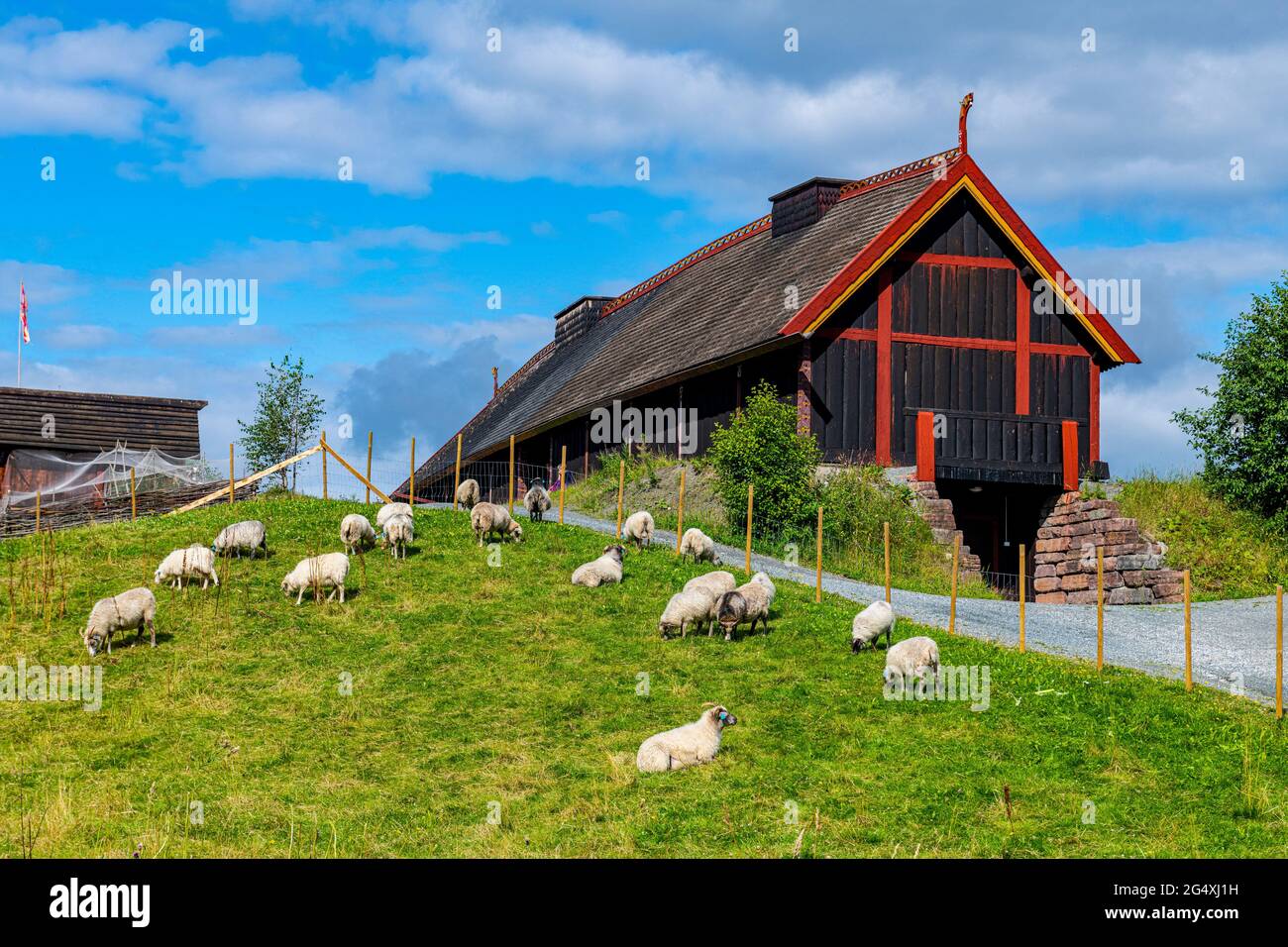 Sheeps grazing by old house at medieval farm stiklastadir hi-res stock ...