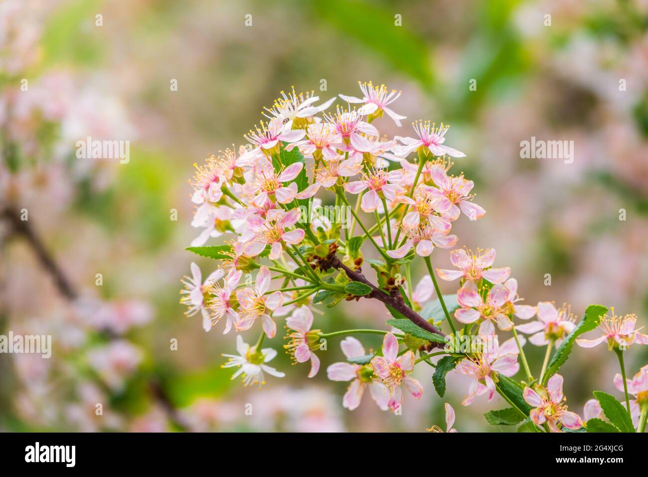 White and pink cherry flowers. The branches of a blossoming tree ...