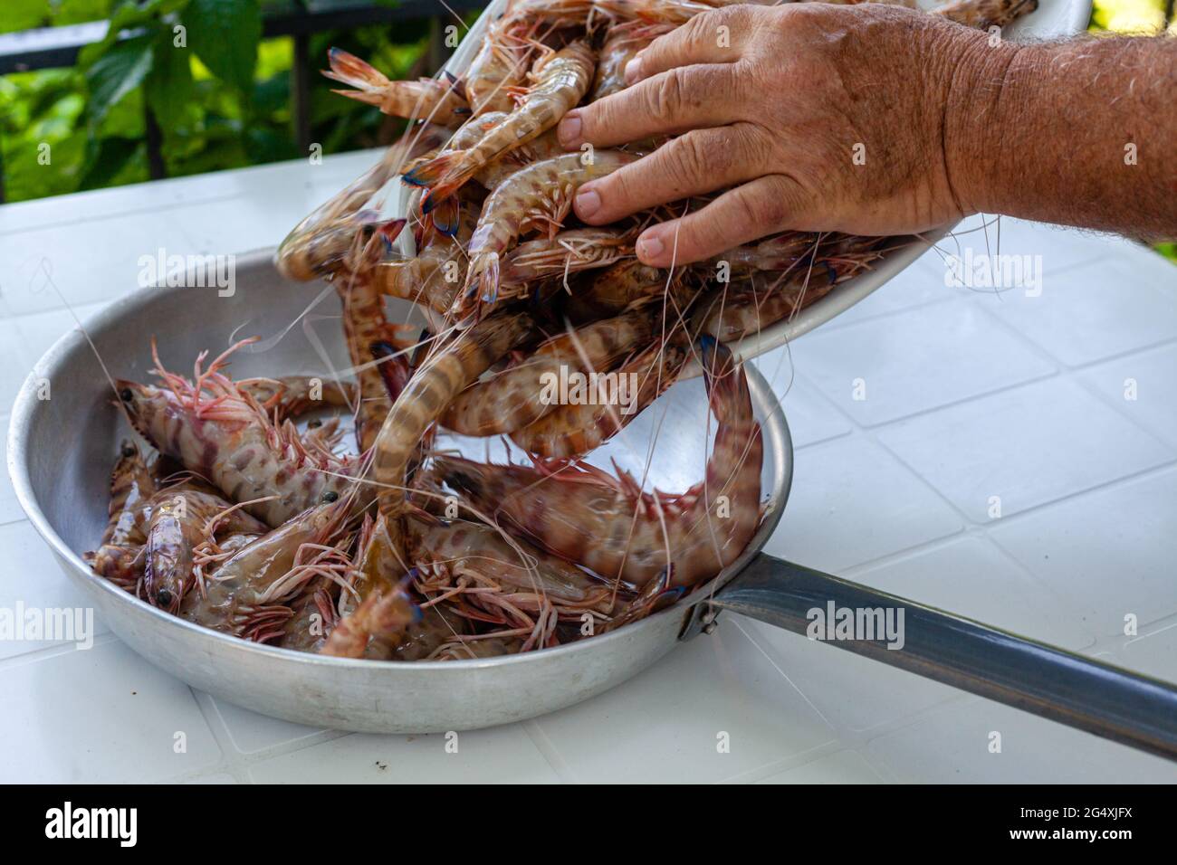 raw wild adriatic sea fresh prawns Stock Photo - Alamy