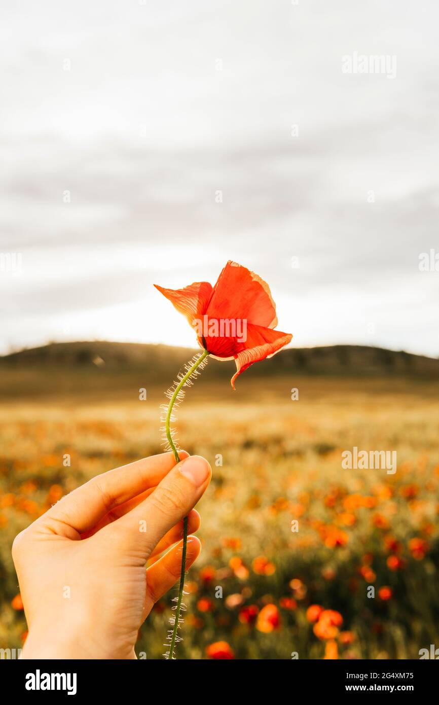 Hand holding poppy hi-res stock photography and images - Alamy