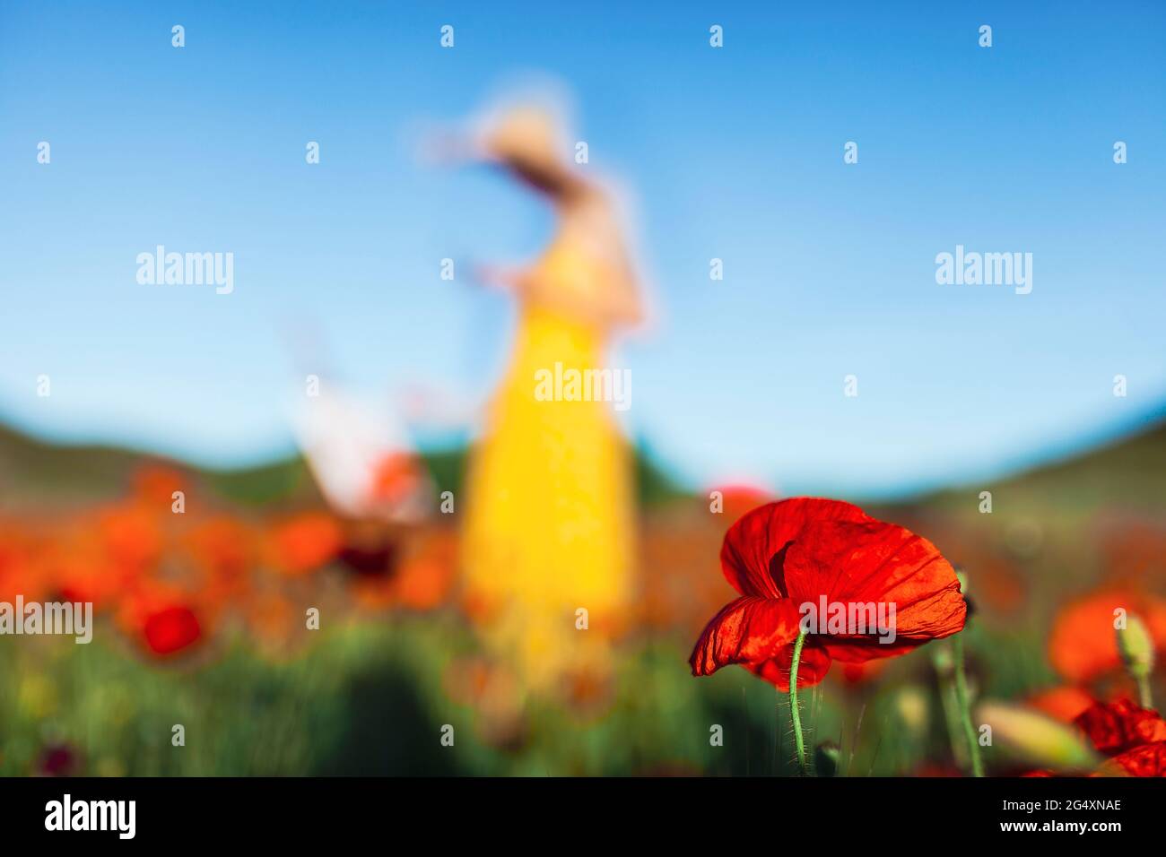 Red poppy on agriculture hi-res stock photography and images - Alamy