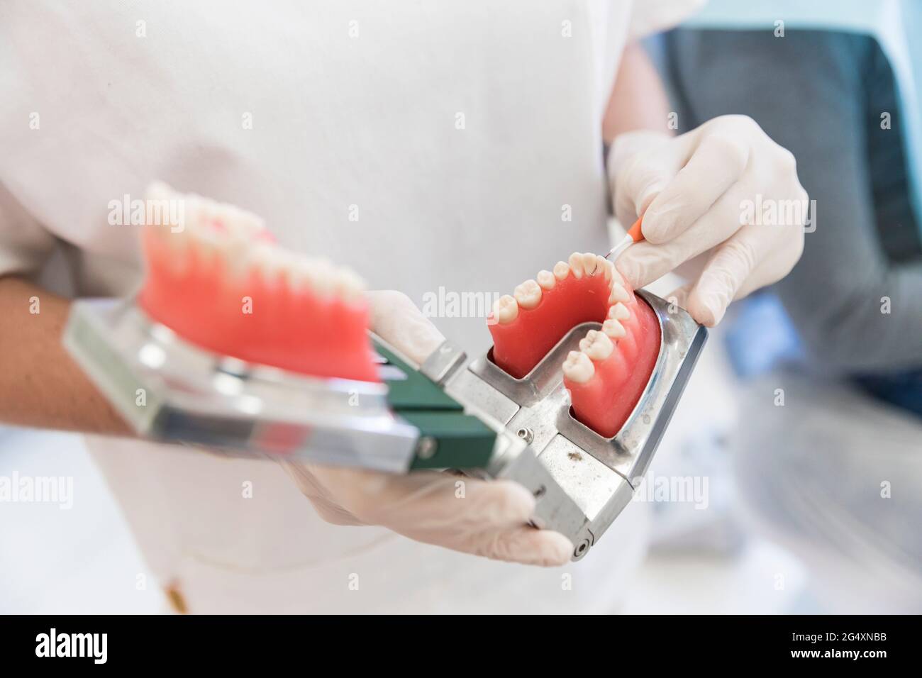 Female dentist holding teeth model at medical clinic Stock Photo - Alamy