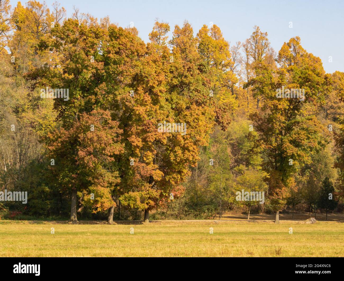 Tree panorama hi-res stock photography and images - Alamy