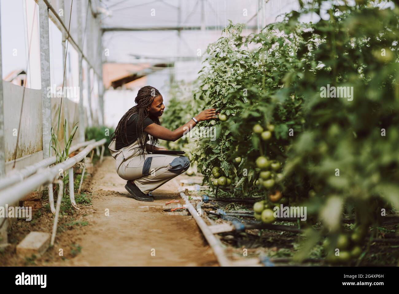 Organic vegetable farm near hi-res stock photography and images - Alamy