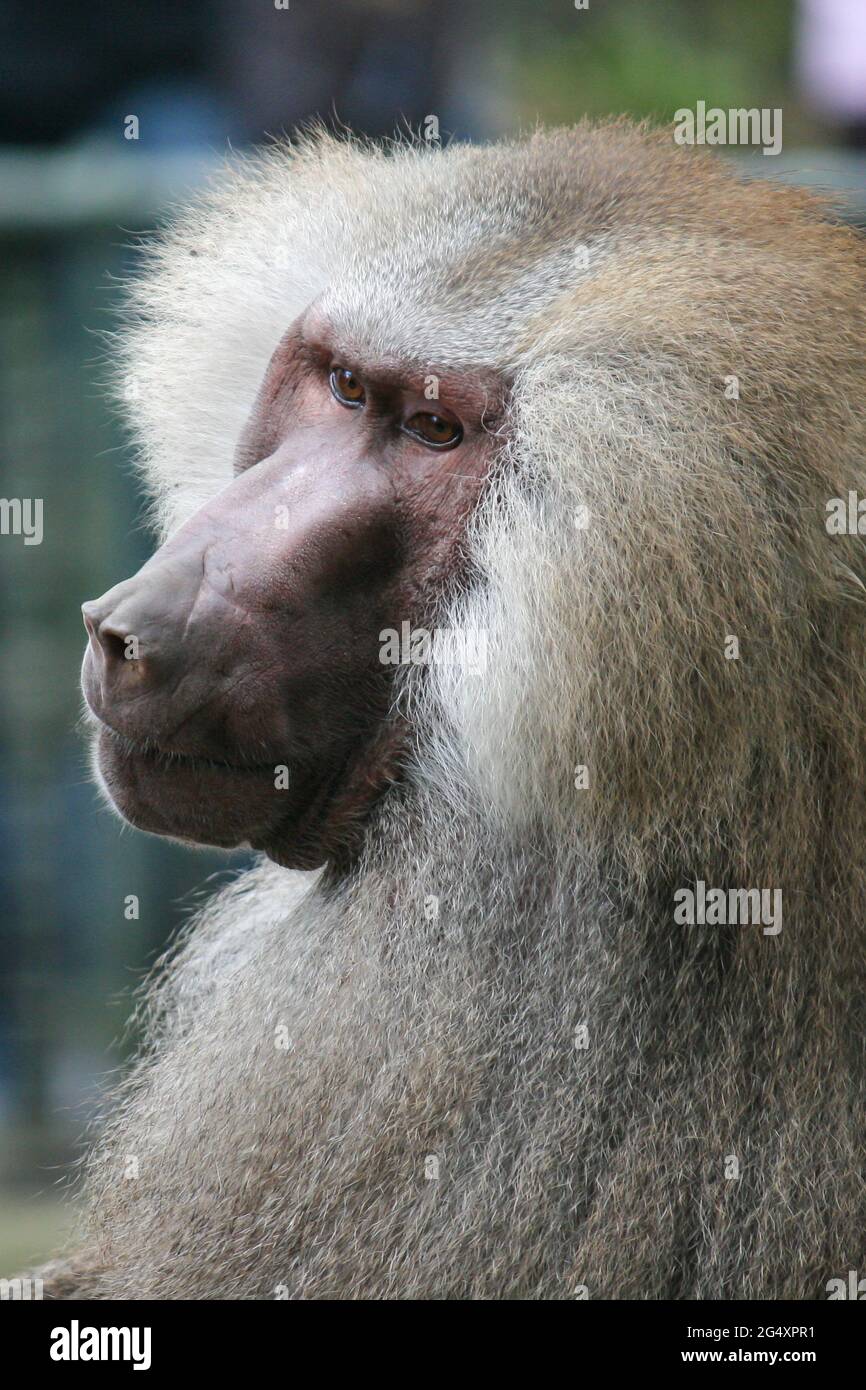 Baboon head hi-res stock photography and images - Alamy