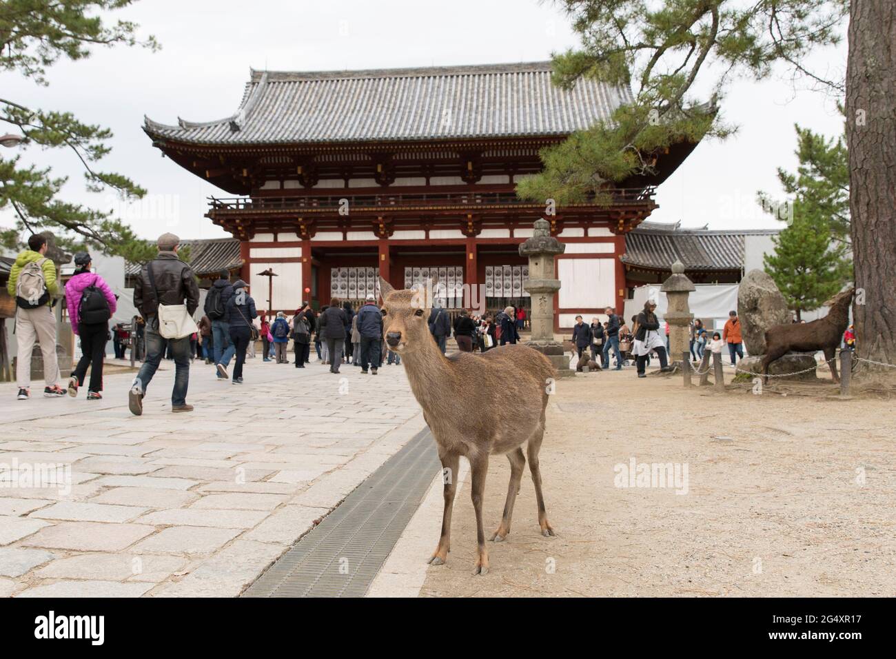 A deer in Nara park in front of The Todai temple in Japan Stock Photo ...