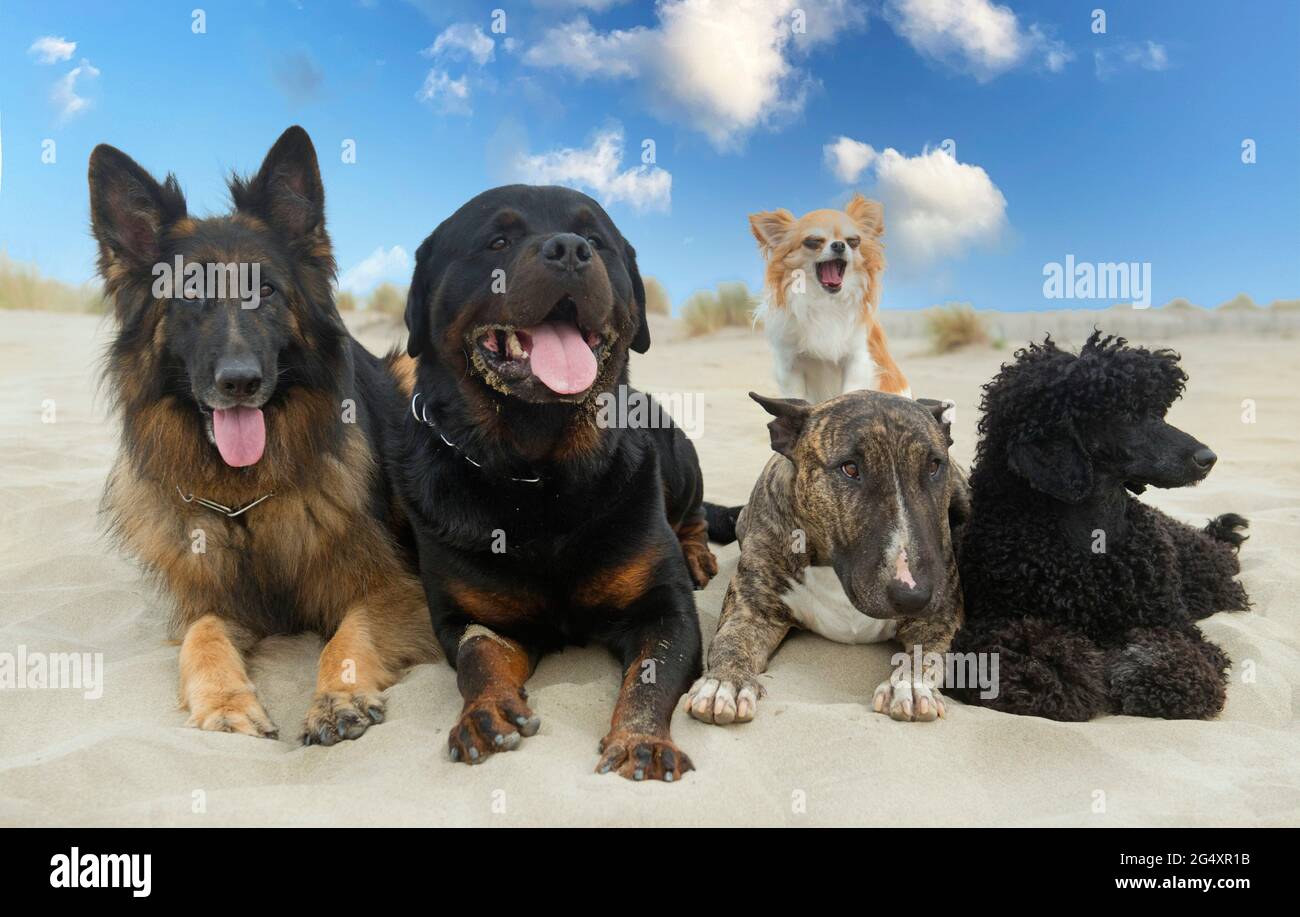 Staying on the bull hi-res stock photography and images - Alamy