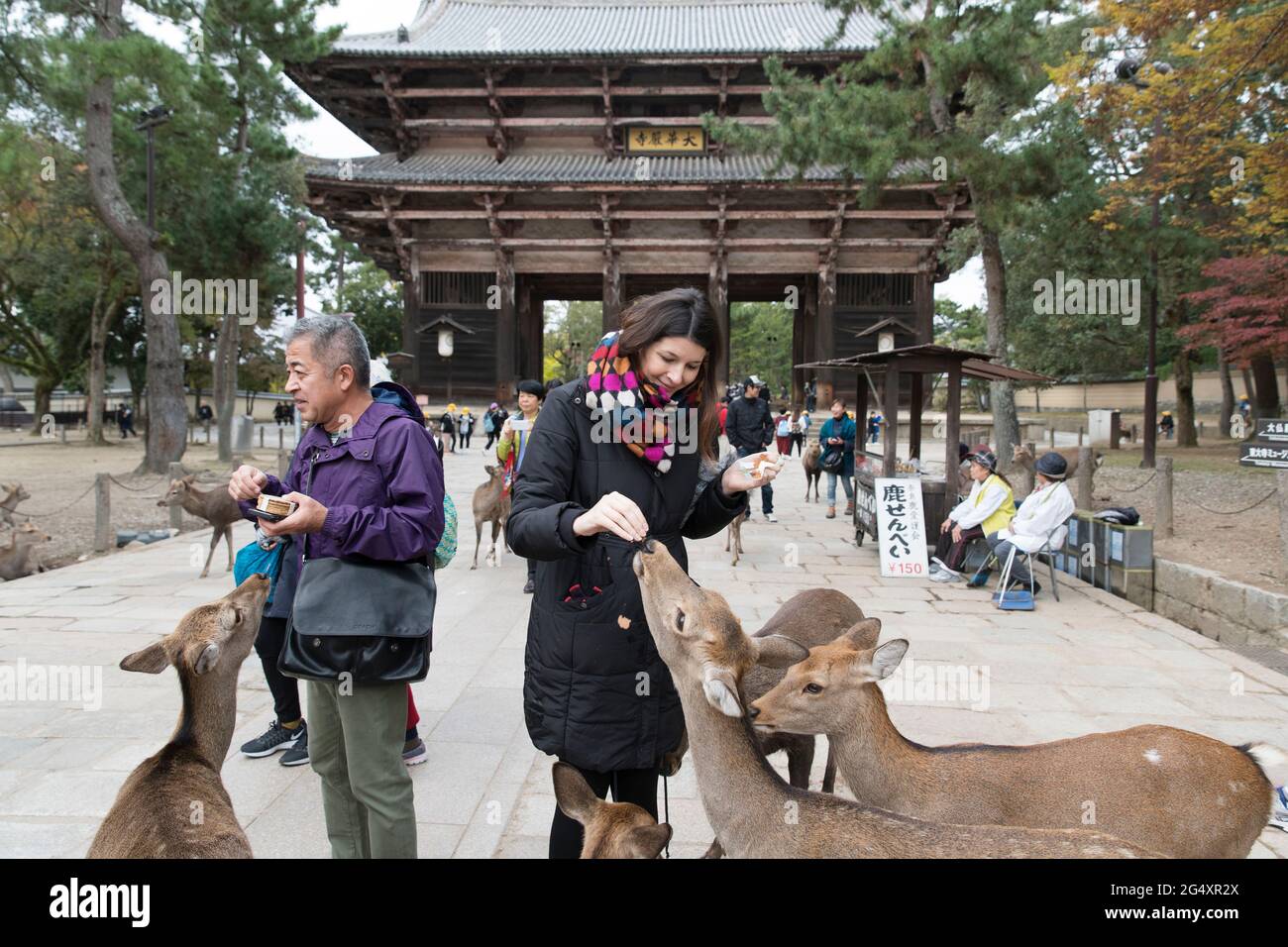 Japanese deer with tourists hi-res stock photography and images - Alamy