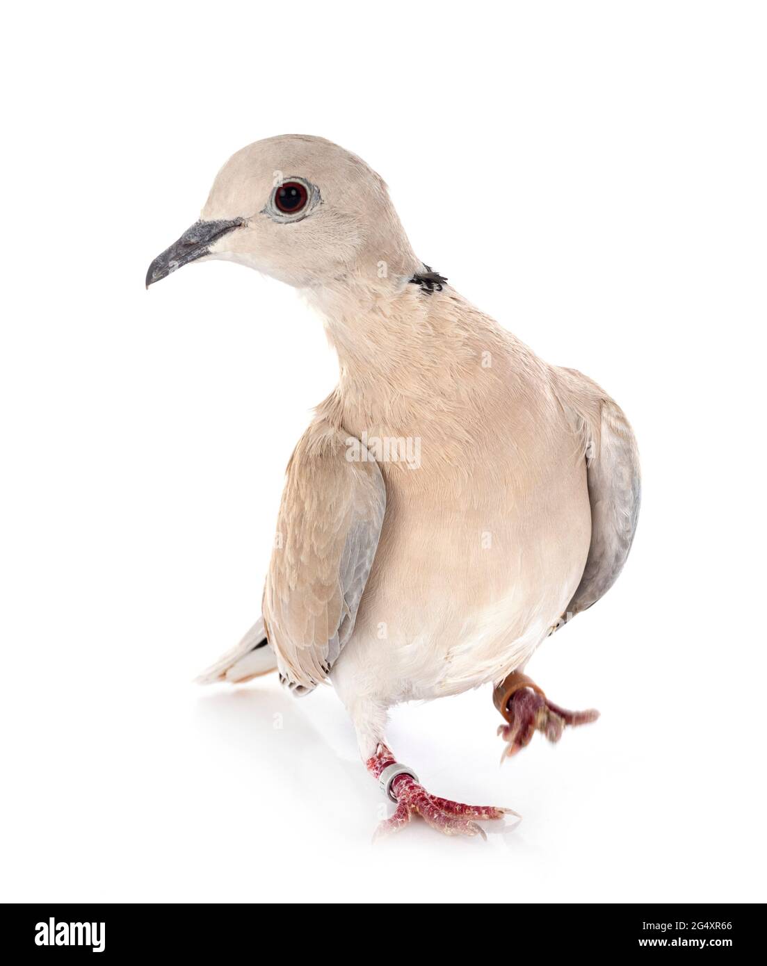 African collared dove in front of white background Stock Photo - Alamy