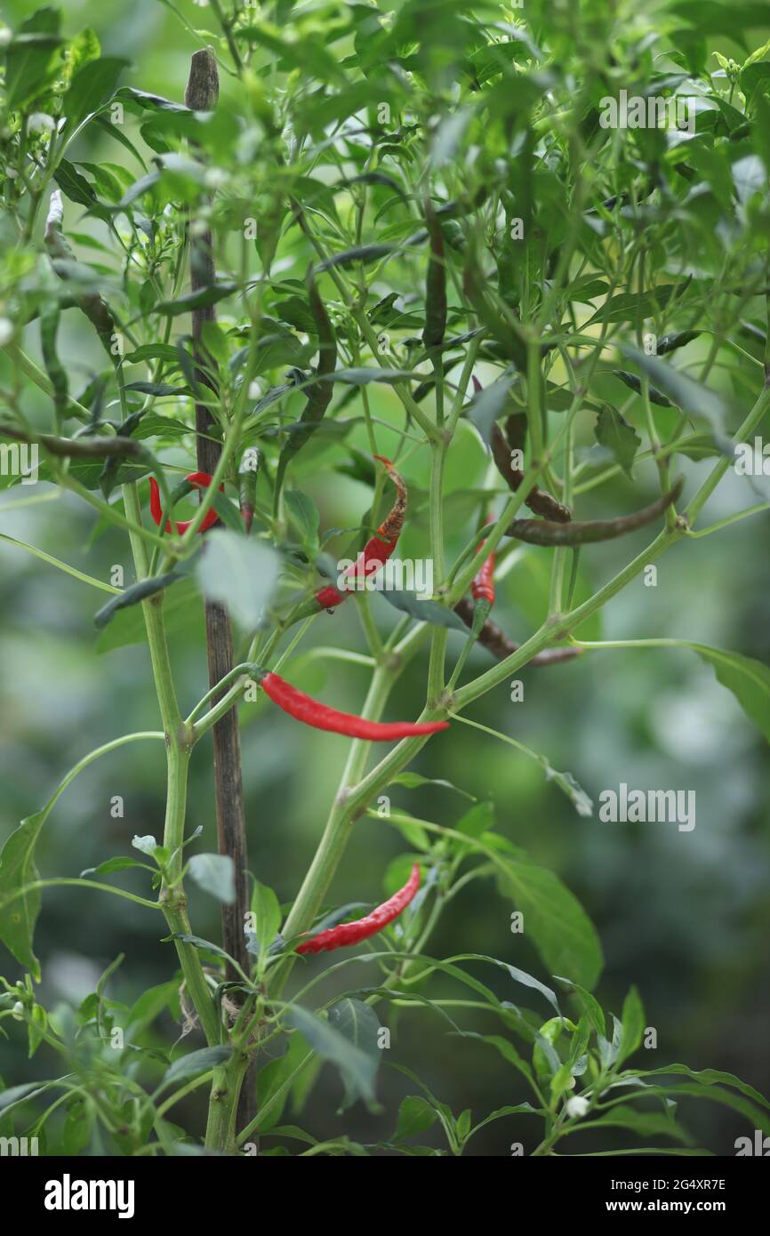Red chilli tree hi-res stock photography and images - Alamy