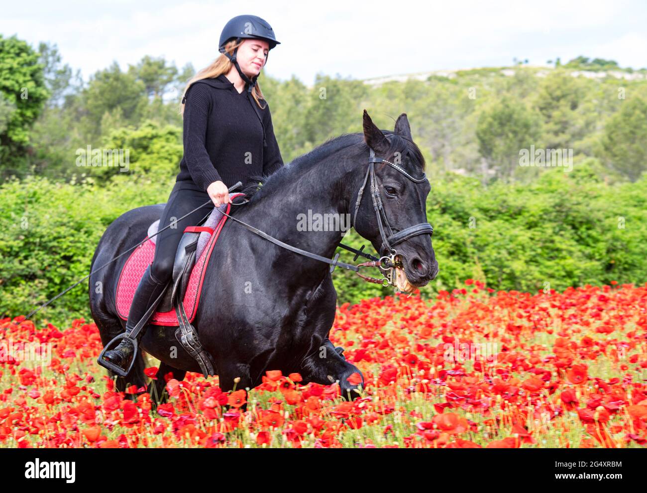 riding girl are training her black horse Stock Photo - Alamy