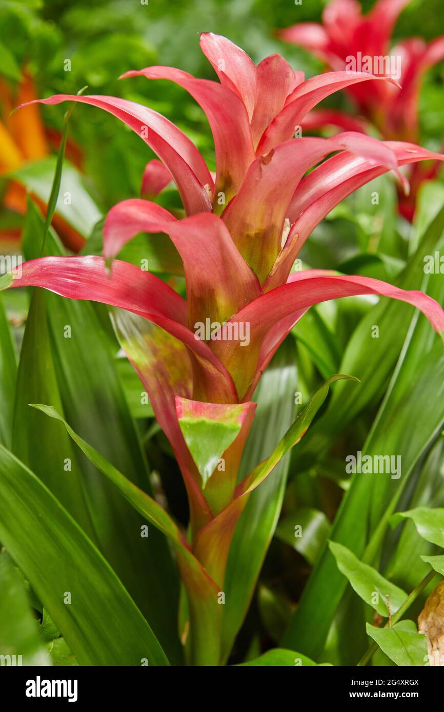 Blooming red bromeliads in botanical park close-up Stock Photo - Alamy