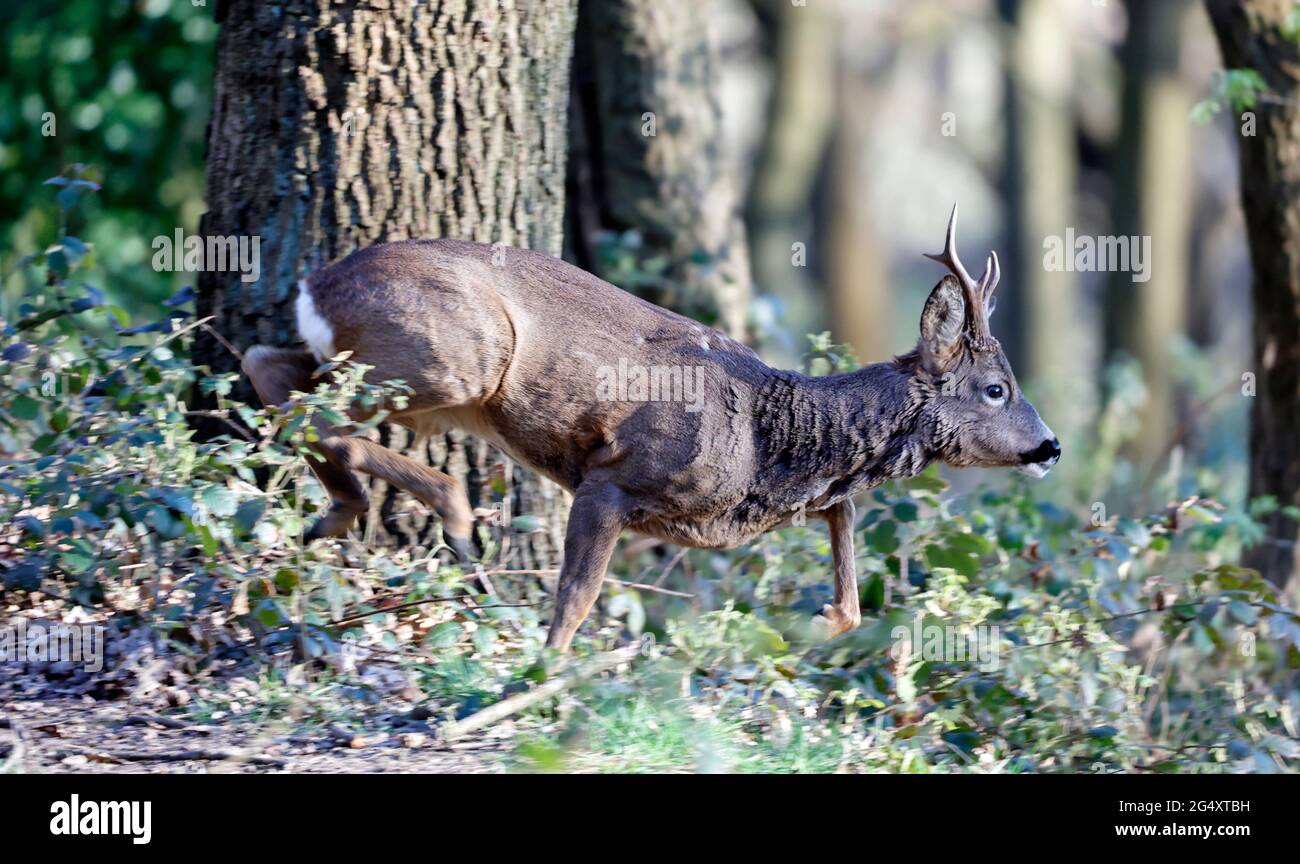 Male roe deer in the woods Stock Photo - Alamy