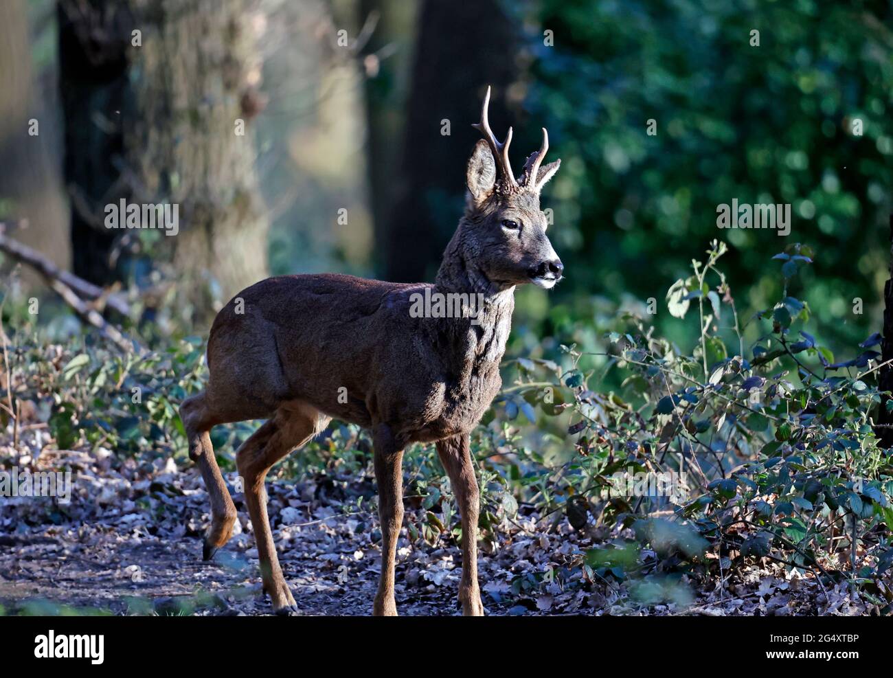 Roe deer photos hi-res stock photography and images - Alamy