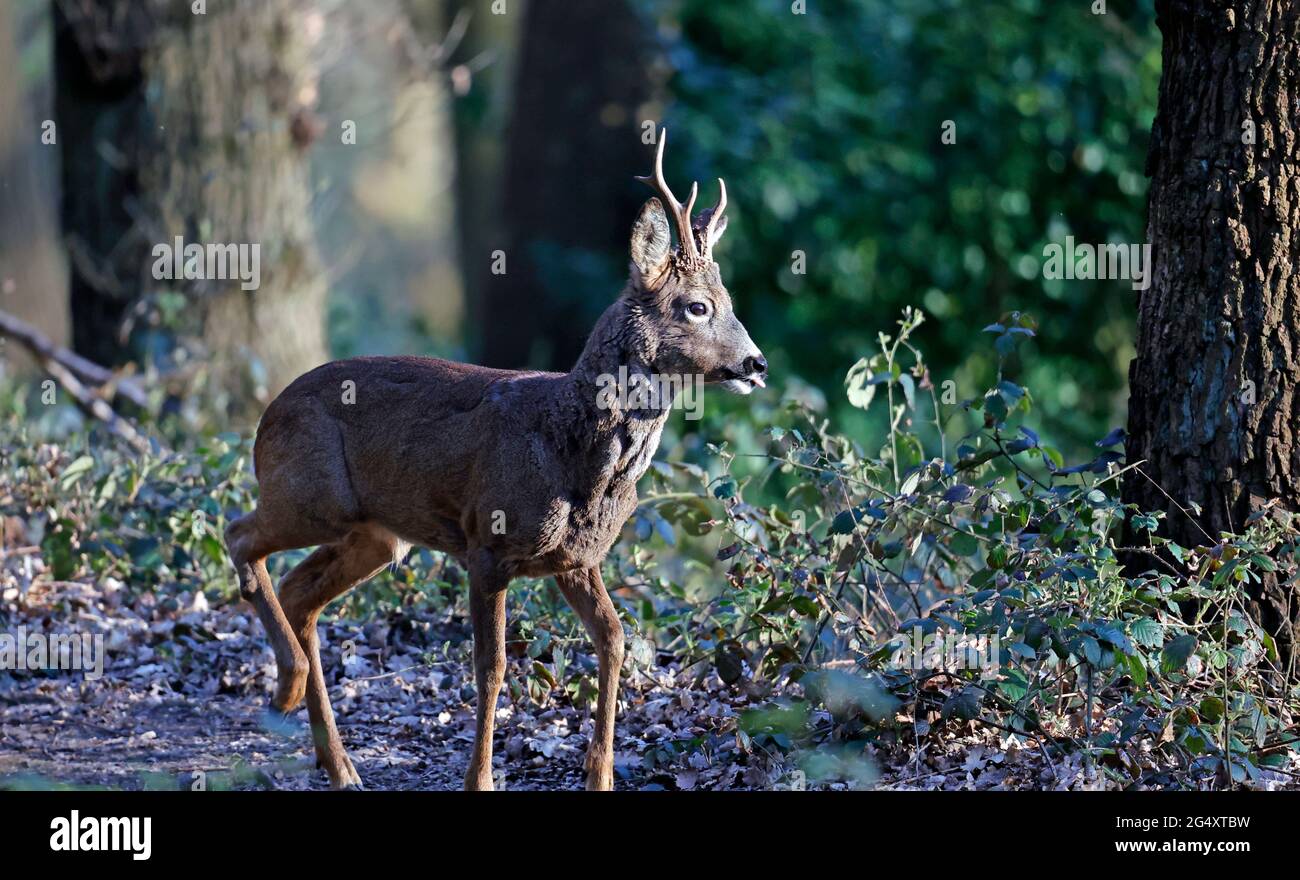 Roe deer images hi-res stock photography and images - Alamy