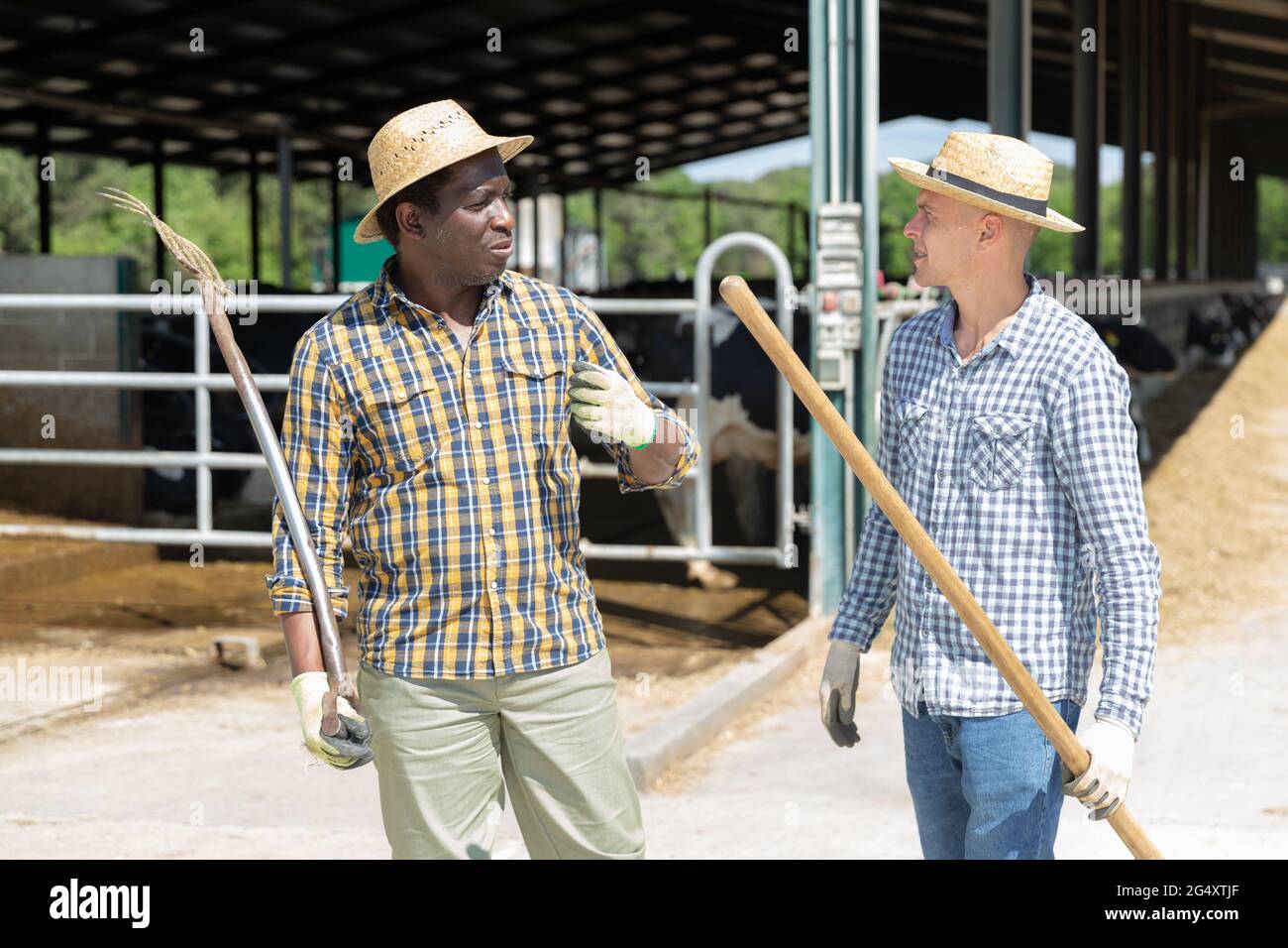 Communication between two farmers during break between work on dairy ...