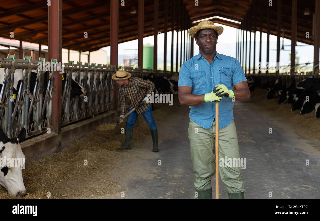 Portrait of an african american male farmer standing in a cowshed Stock ...