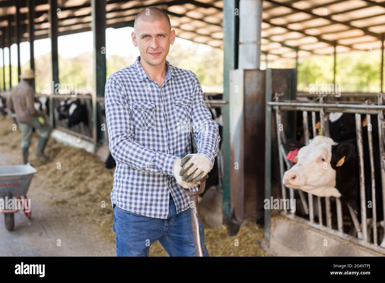 Male farmer posing in cowshed at the cow farm Stock Photo - Alamy