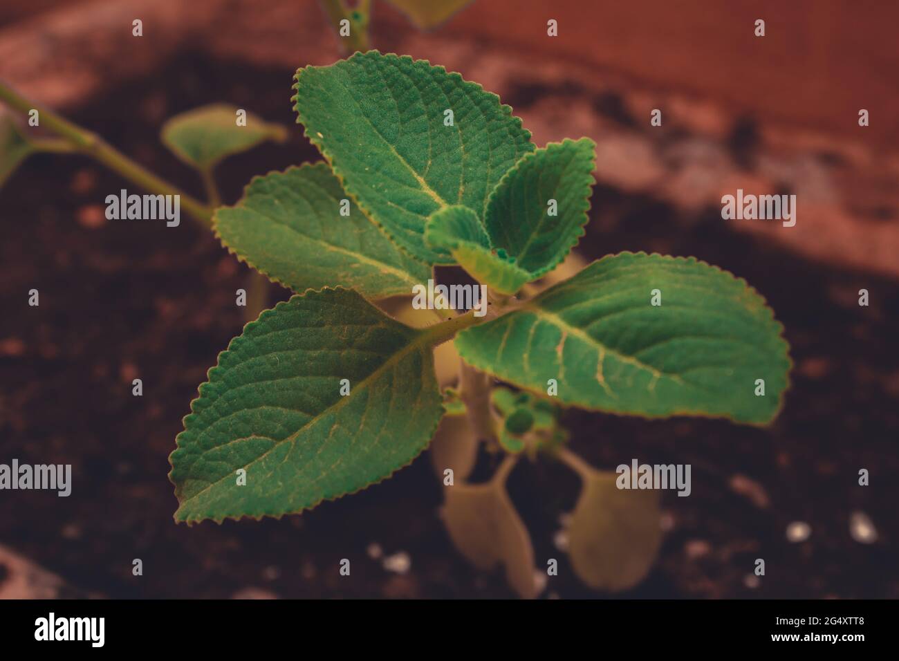 Fresh green leaves pattern of Indian borage, Country borage (Botanical ...