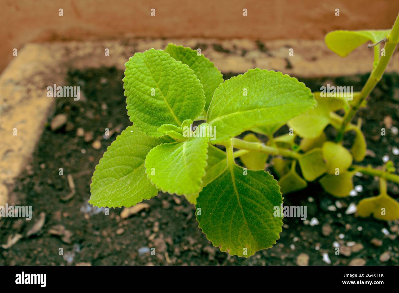 Fresh green leaves pattern of Indian borage, Country borage (Botanical ...