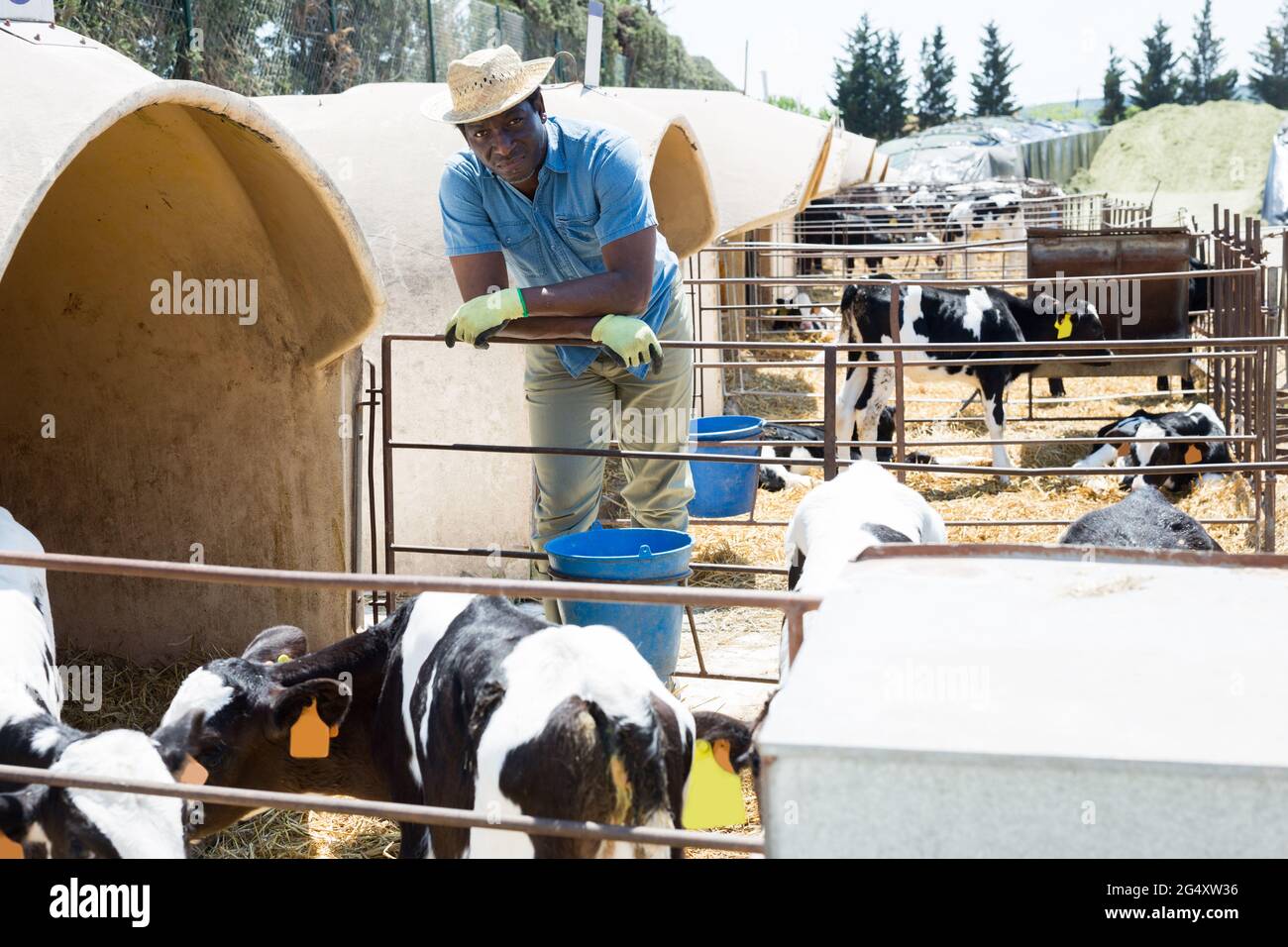 African american farmer with bucket feeding cows at cow farm outdoor ...