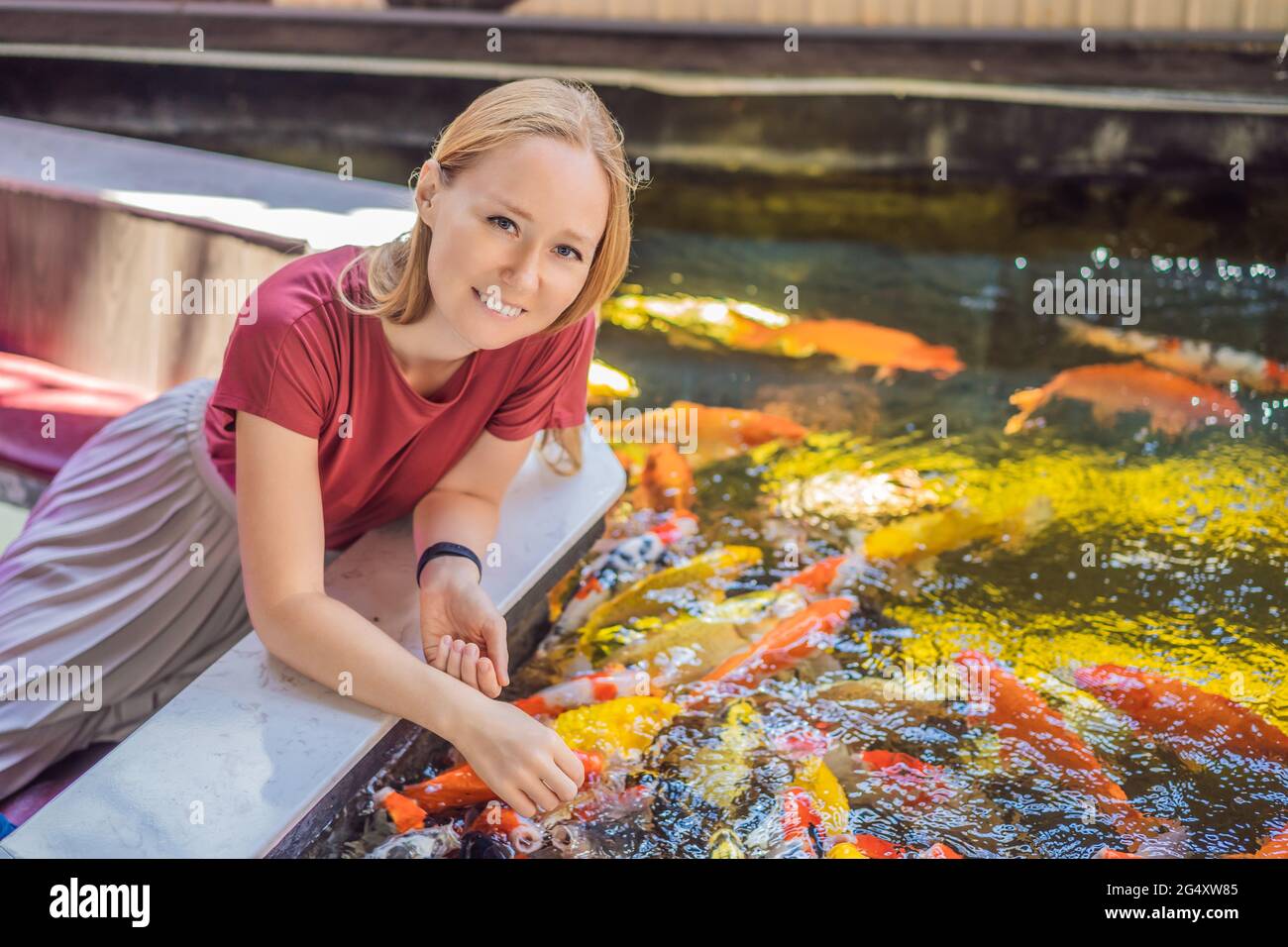 Woman feed koi fish. Beautiful koi fish swimming in the pond Stock ...