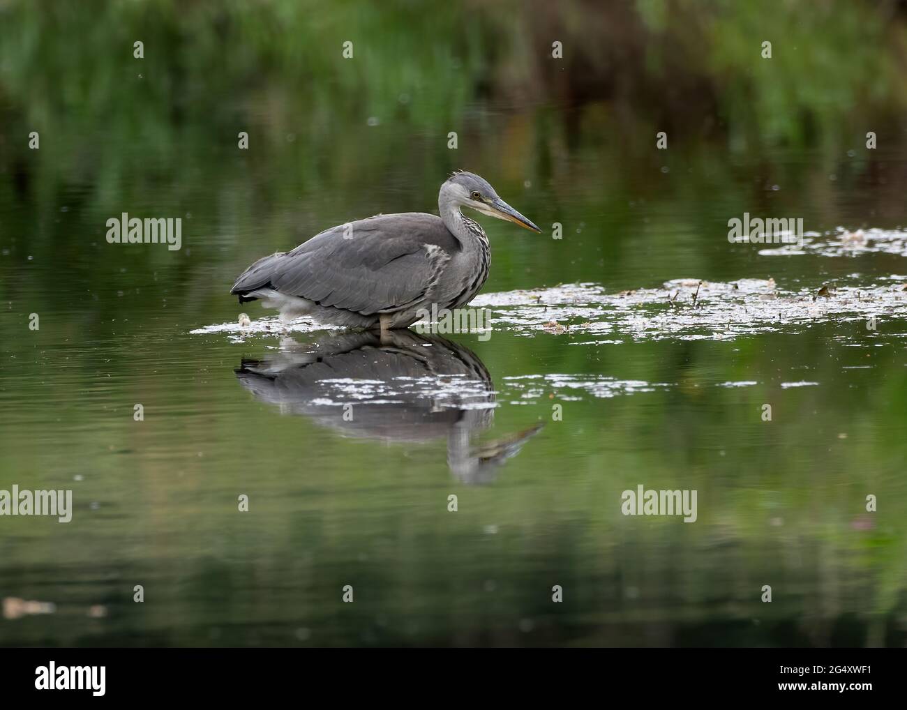 Grey herons scotland hi-res stock photography and images - Alamy