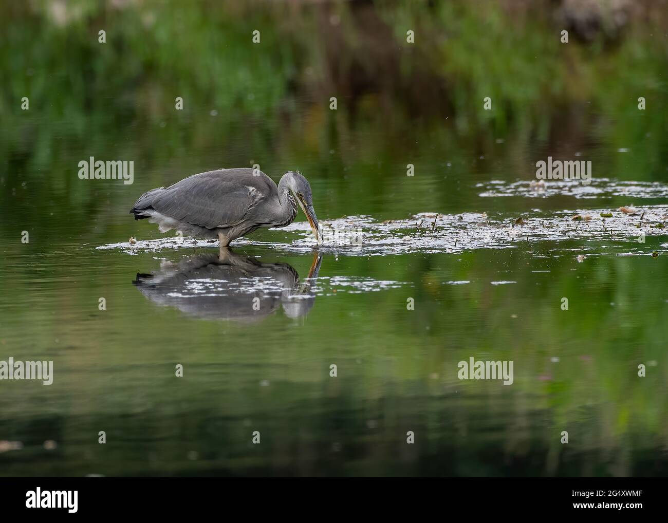 Britain grey herons summer hi-res stock photography and images - Alamy