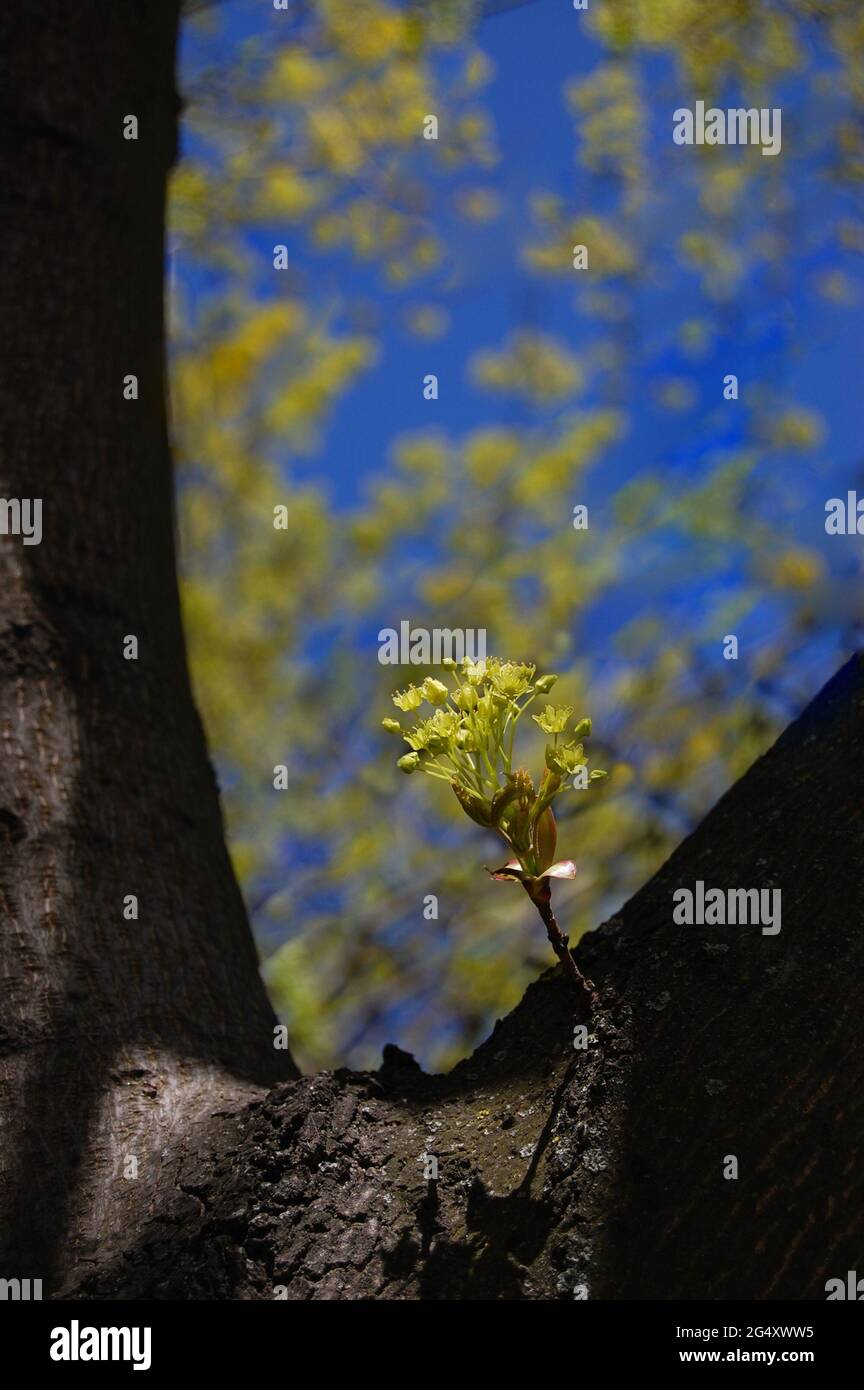 Trunk flower hi-res stock photography and images - Alamy