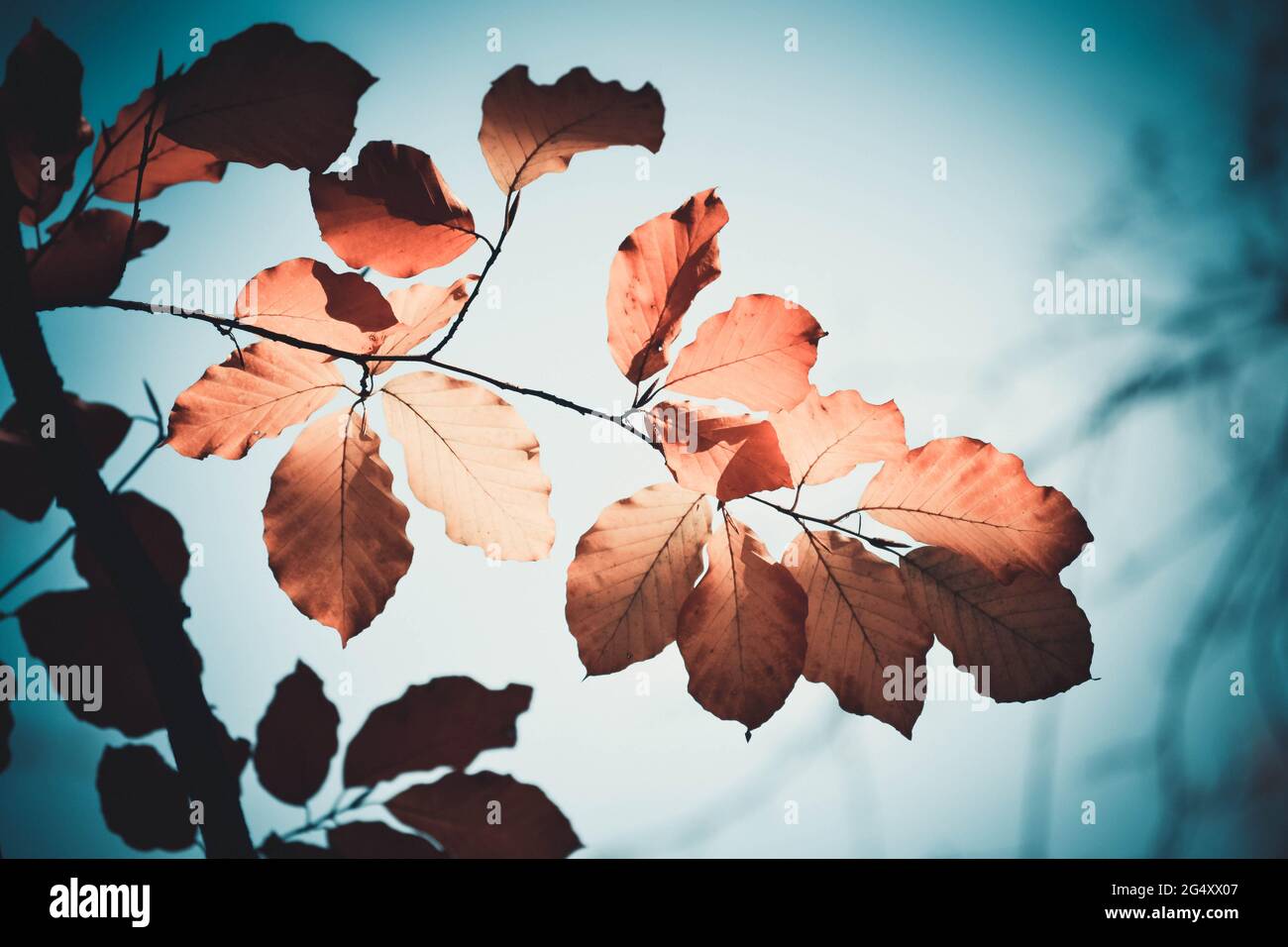 Oak branch white hi-res stock photography and images - Alamy