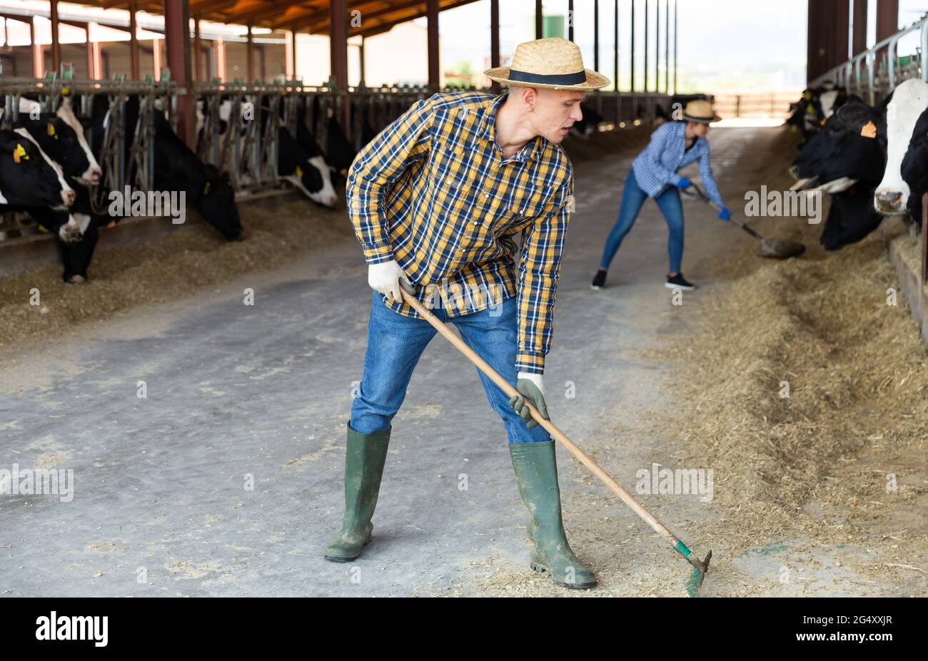 Man arranging hay for feeding cows in outdoor stable Stock Photo - Alamy