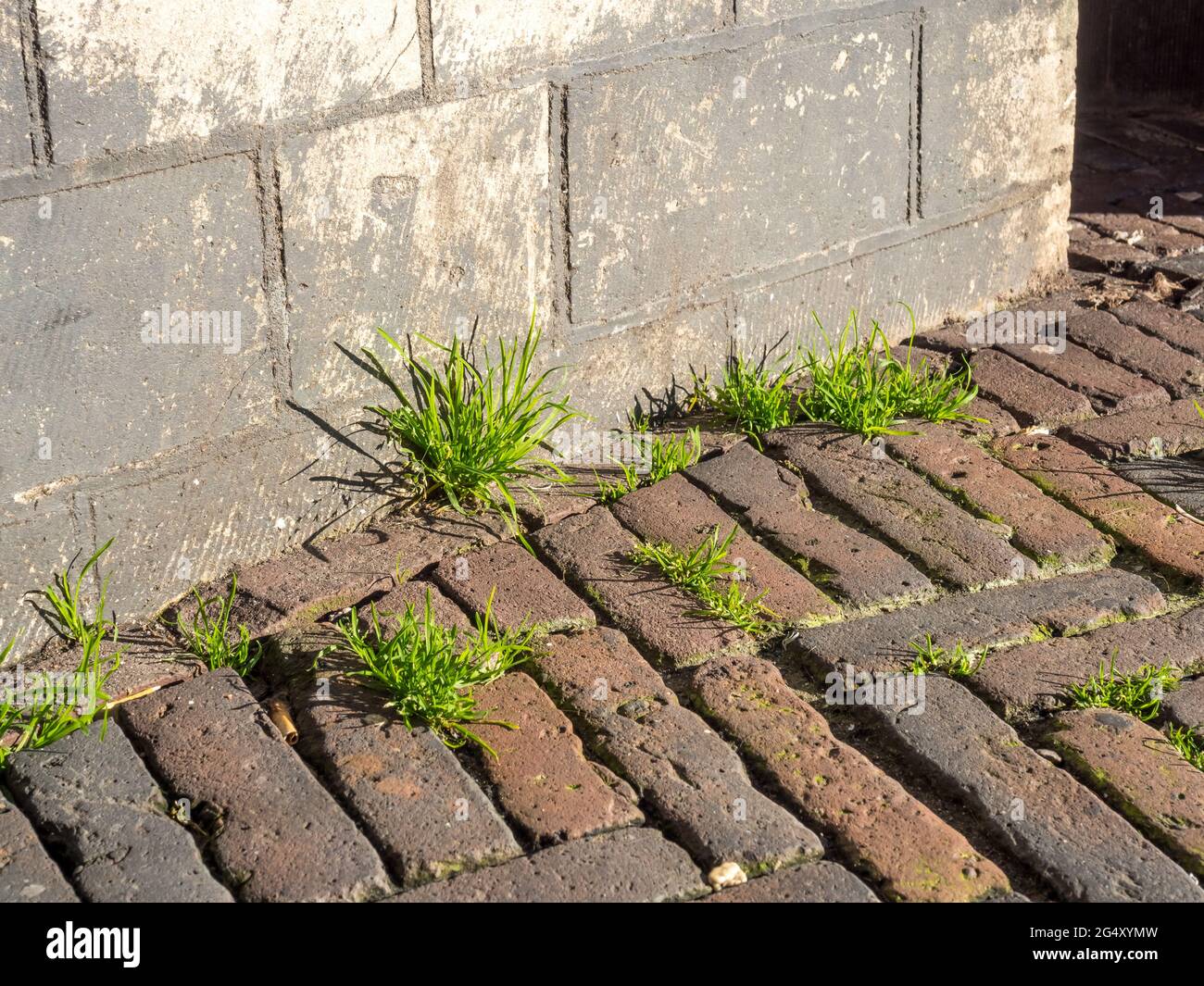 Brick walk grass hi-res stock photography and images - Alamy