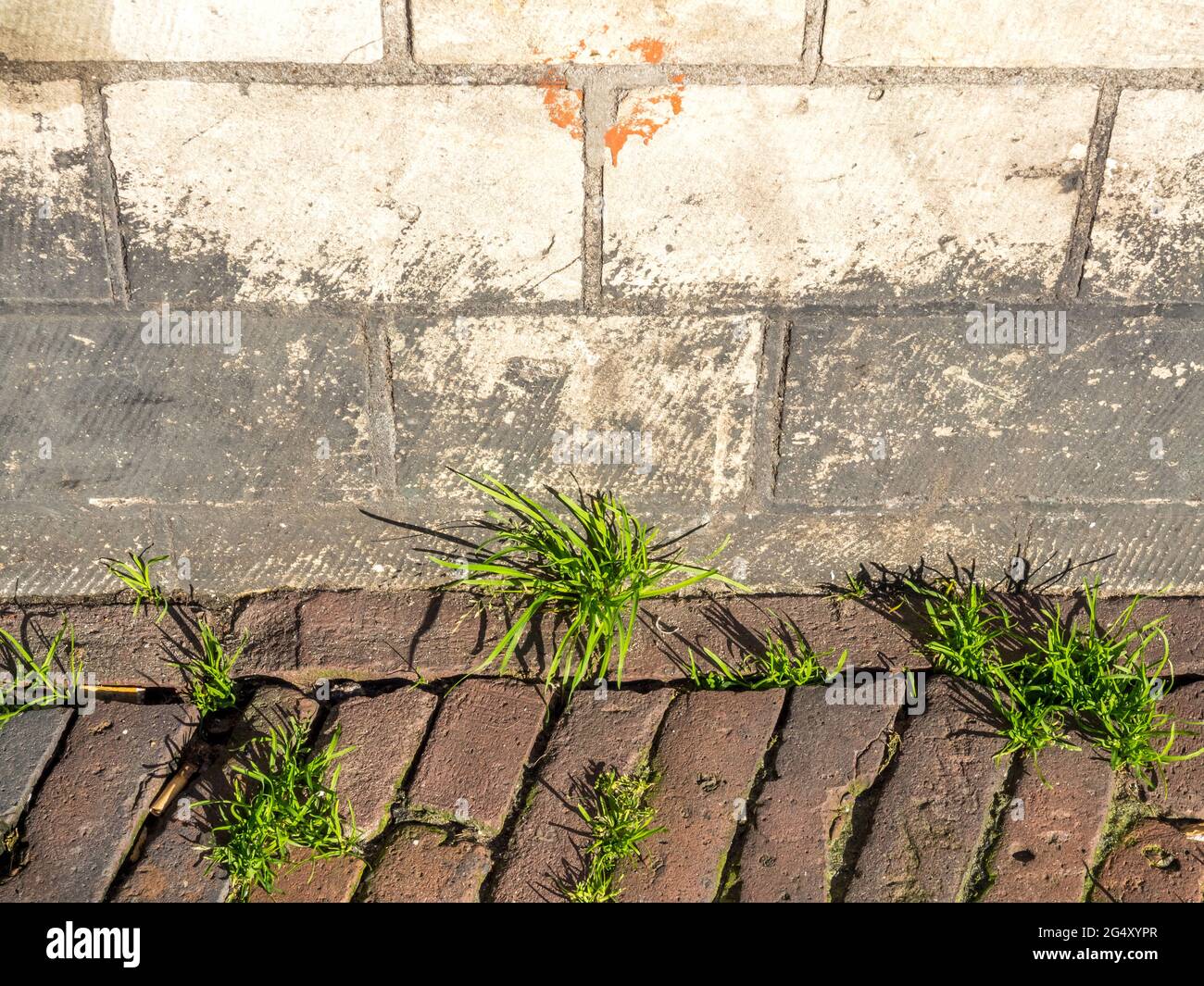 Grass on brick walk way contrast with hard natural sunlight Stock Photo ...