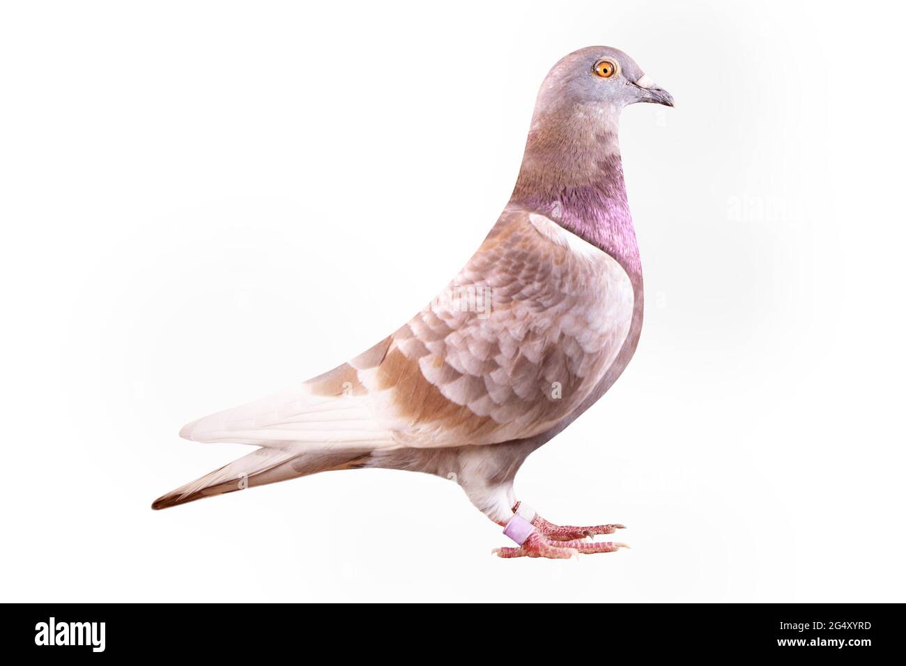 red-checker homing pigeon isolated white background Stock Photo - Alamy