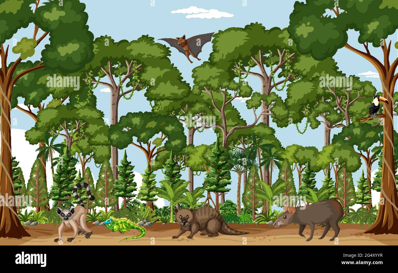 Tropical Rainforest Biome Clip Art