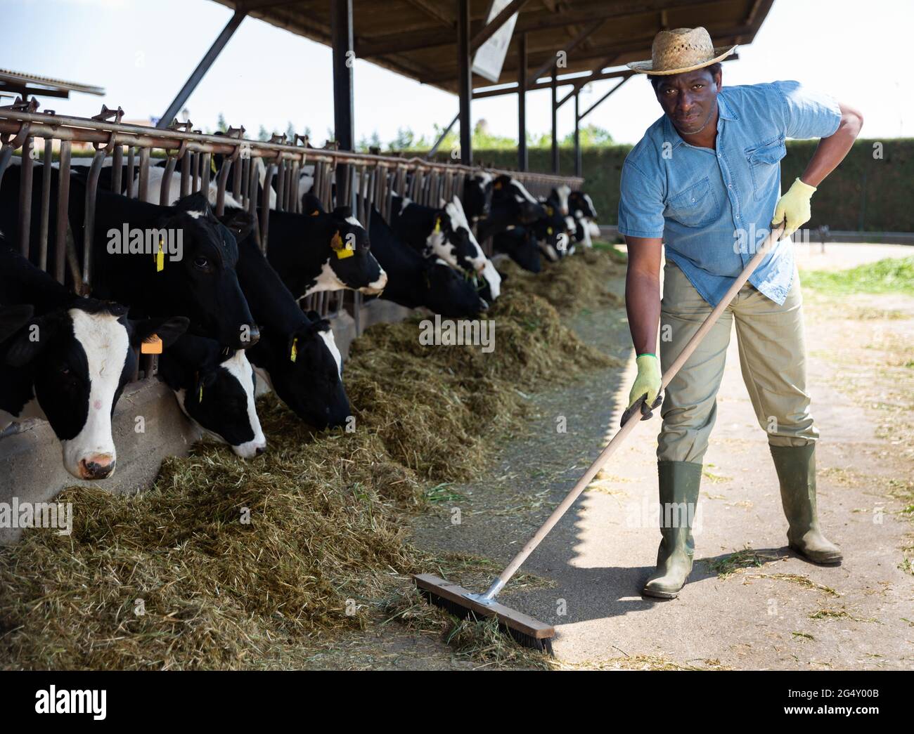 Farmer feeds the cows with compound feed in cowshed of dairy farm Stock ...