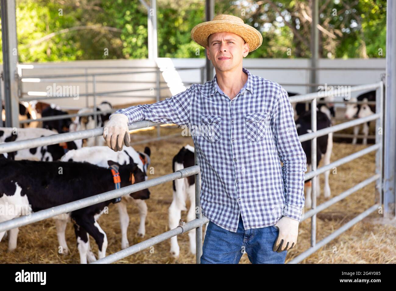 Cow farm owner posing in barn Stock Photo - Alamy