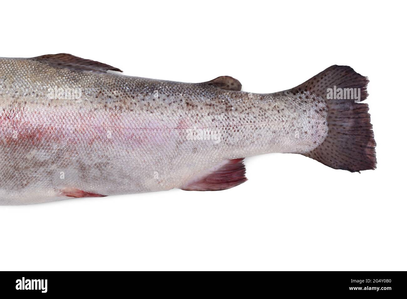 Fresh fish carcass and tail isolated on white background Stock Photo ...